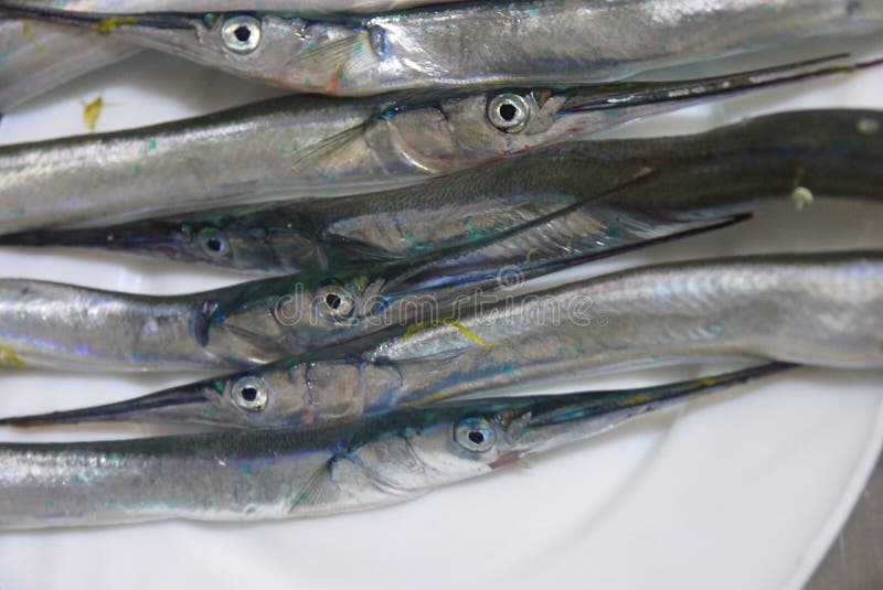 Longue orphie image stock. Image du frais, studio, faune - 31109601