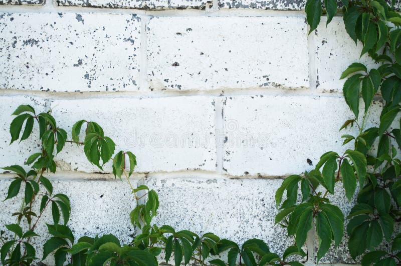 La Pianta Orna I Recinti E Le Costruzioni Immagine Stock - Immagine di ...