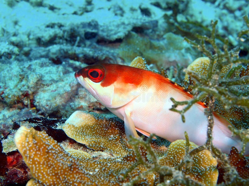 La piccola pertica fotografia stock. Immagine di tuffo - 36438606