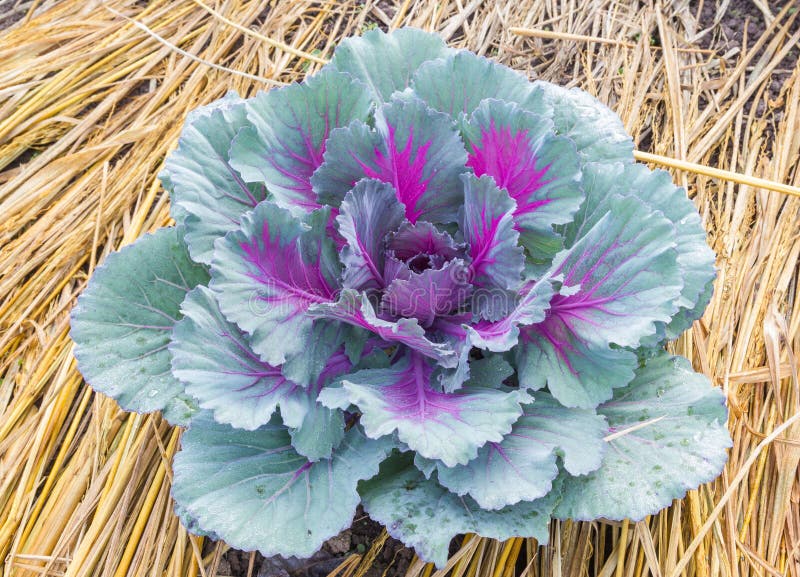 La Planta De La Col (brassica Oleracea) Se Va Imagen de archivo ...