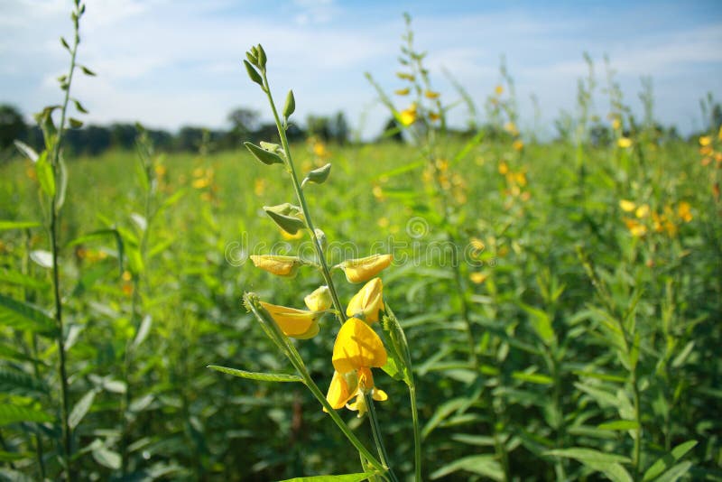 La Planta De La Nuez Está Creciendo Imagen de archivo - Imagen de ...
