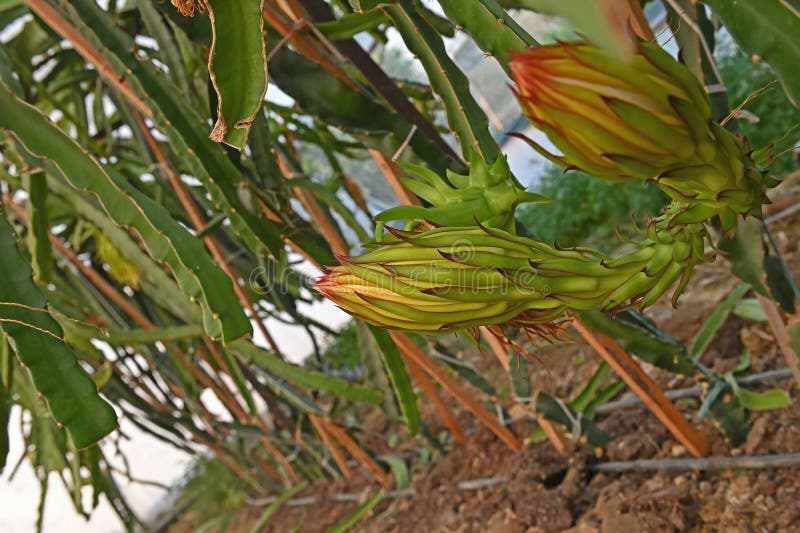 La Planta De Pitaya Y Su Florecimiento Imagen de archivo - Imagen de ...