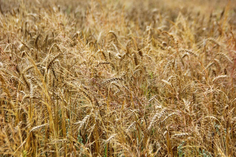 La planta el centeno foto de archivo. Imagen de centeno - 120206308