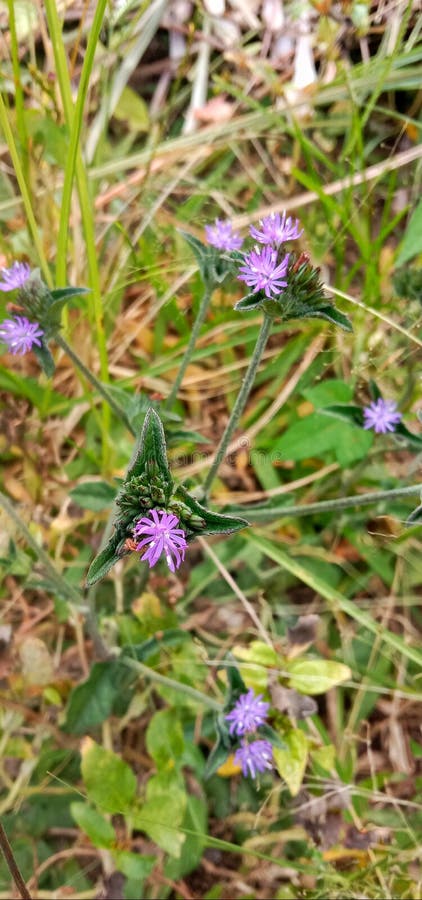 La Planta Tiene Una Flor Morada Con Espina Debajo Imagen de archivo ...