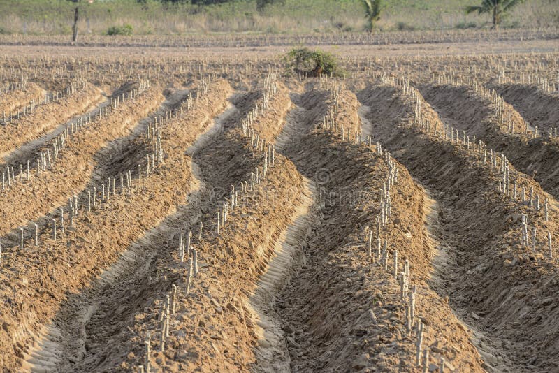Commencez Le Manioc De Culture Ou Le Champ De Plante De Manioc Image ...