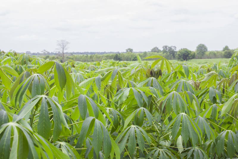 Plantation De Manioc Avec Le Manioc Vert De Feuilles Sur L'arbre De ...