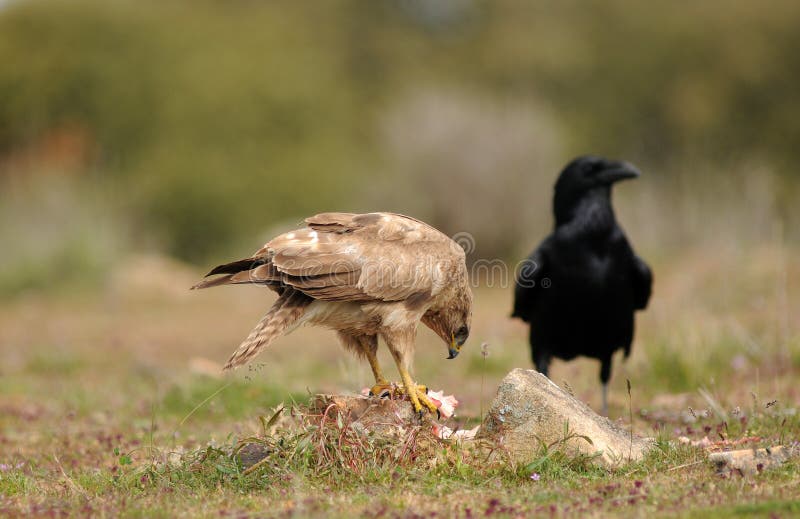 La poiana ed il corvo fotografia stock. Immagine di animale - 25202200