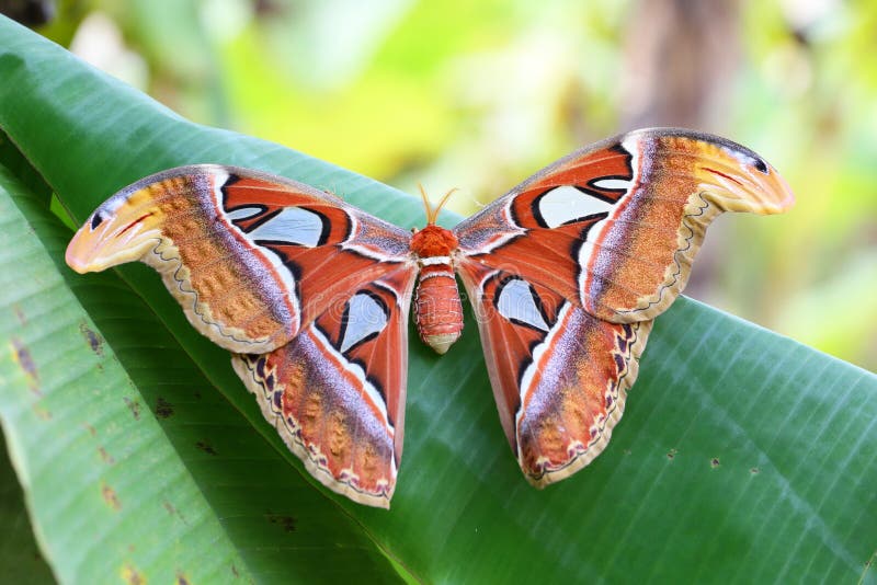 Polilla De Atlas De Attacus La Mariposa Gigante Imagen de archivo ...