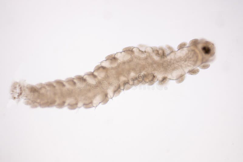 La Polychète Ou Le Poil Microscopique Worms Sous La Vue De Microscope ...