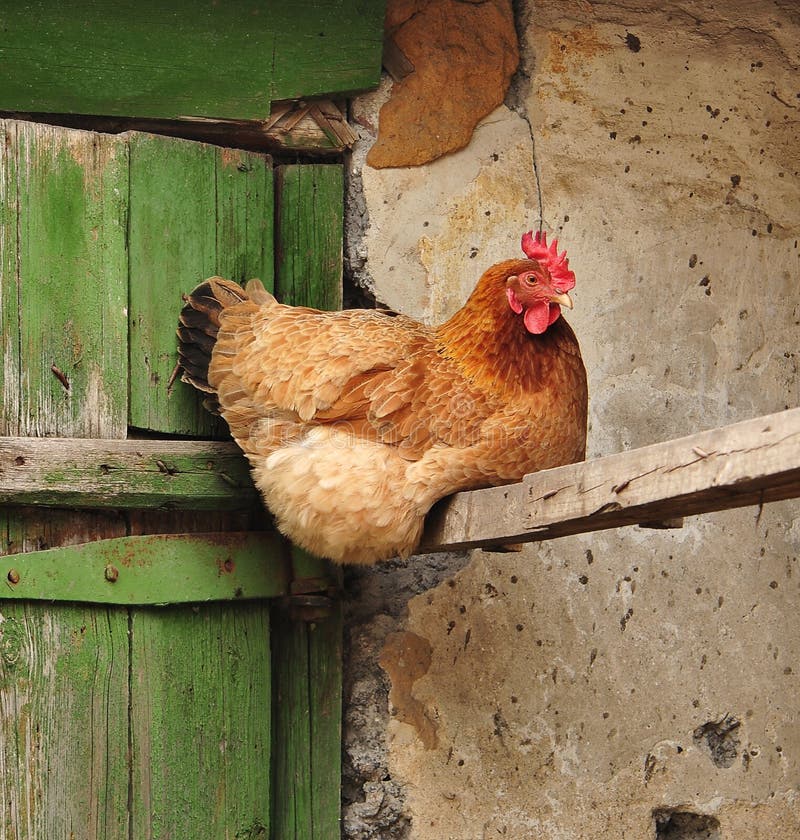 54,568 Photos de La Poule Rouge - Photos de stock gratuites et libres ...