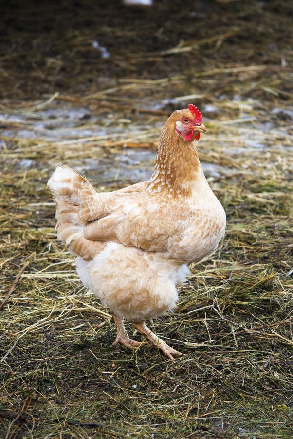 La poule rouge sur la cour image stock. Image du oiseau - 68153519