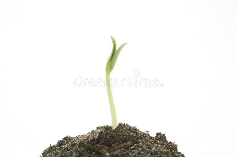 Nouvelle Pousse Verte S'élève Vers Le Haut Image stock - Image of ...