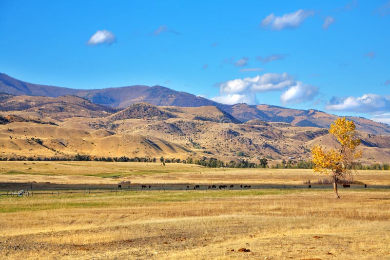 La Prateria Americana in Giorno Libero Immagine Stock - Immagine di ...