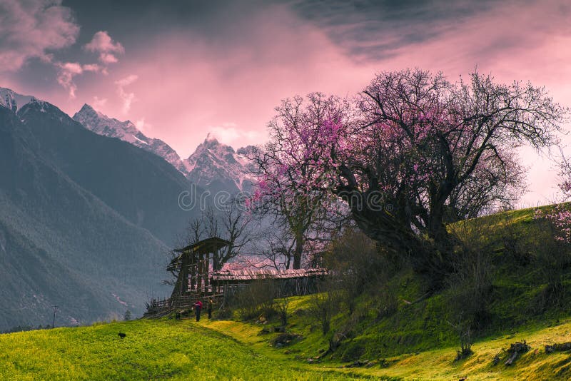 La primavera de Tíbet imagen de archivo. Imagen de trigo - 39582669