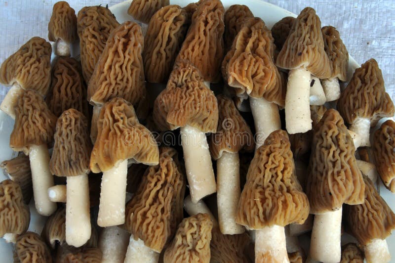 Morillas De La Primavera En Una Cacerola Imagen de archivo - Imagen de ...