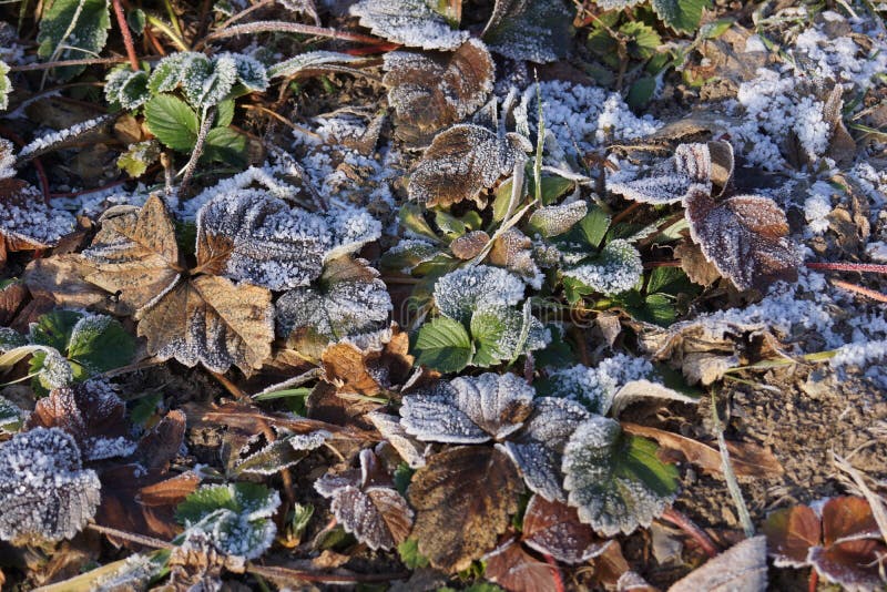 La primera helada imagen de archivo. Imagen de helada - 63296257