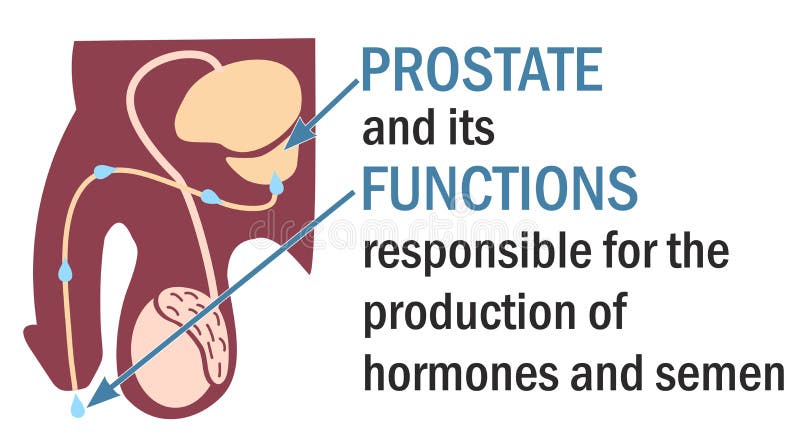 La Próstata Y Sus Funciones Infografía Anatomía De La Próstata