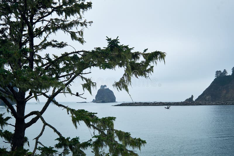 La Push Sea Rock Formation stock image. Image of overcast - 124384153