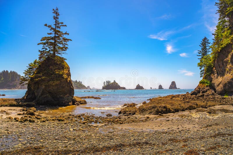 La Push Third Beach with a Lone Tree on a Sea Stack in Washington State ...