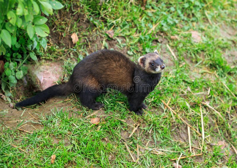 252 Puzzola Foto - Foto Stock Gratis e Royalty-Free da Dreamstime