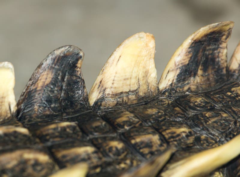 Queue D Un Crocodile Photos Stock - Téléchargez 50 Photos libres de droits