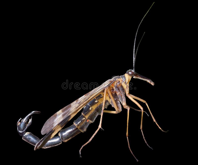 La Queue 13 Du Scorpion D'insecte Image stock - Image du horizontal ...