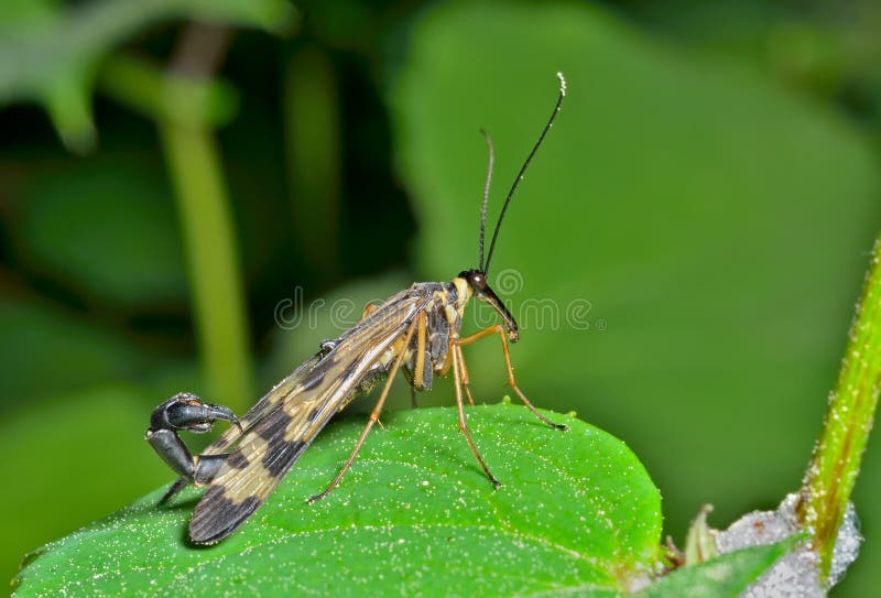 La Queue 14 Du Scorpion D'insecte Image stock - Image du scorpion ...