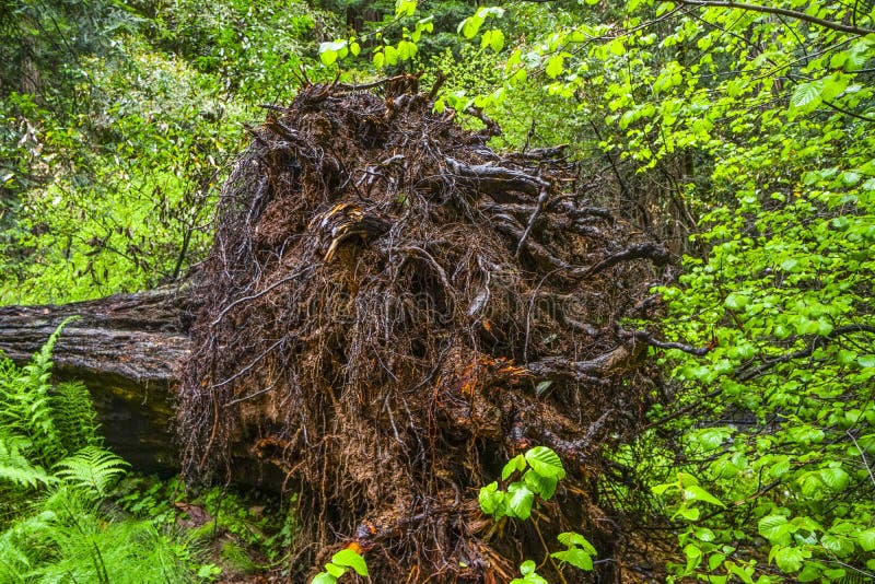 La Raíz De Un árbol De Cedro Rojo Foto de archivo - Imagen de ...