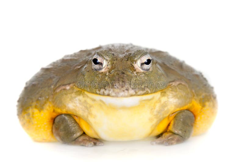 La Rana Toro Africana Su Bianco Immagine Stock - Immagine di veleno ...