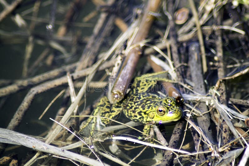 La Rana Salta Fotos de stock - Fotos libres de regalías de Dreamstime