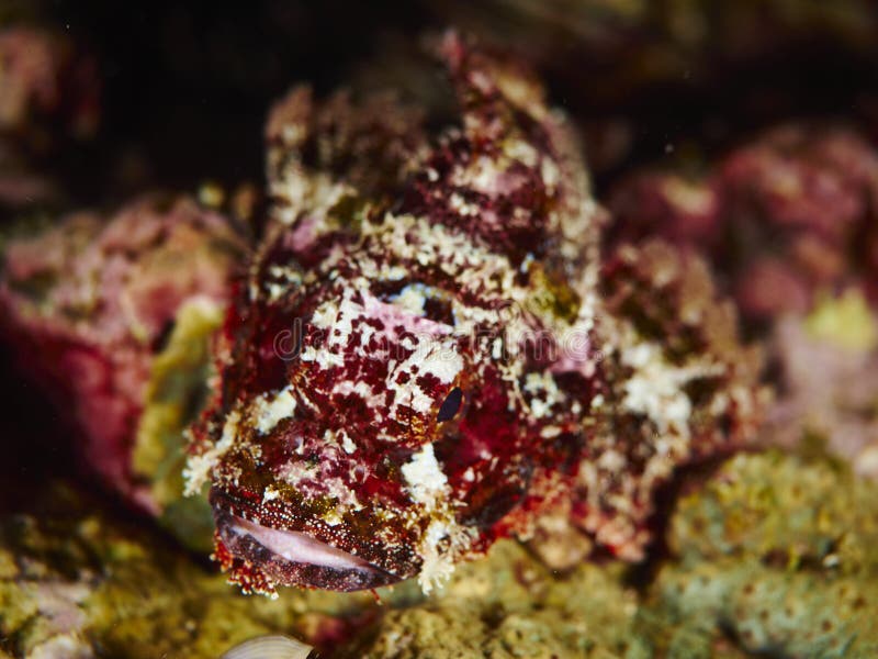 Rascasse image stock. Image du scorpion, marin, sous - 22792543