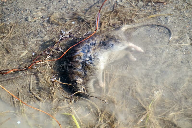 810 Rata Muerta Fotos - Libres de Derechos y Gratuitas de Dreamstime