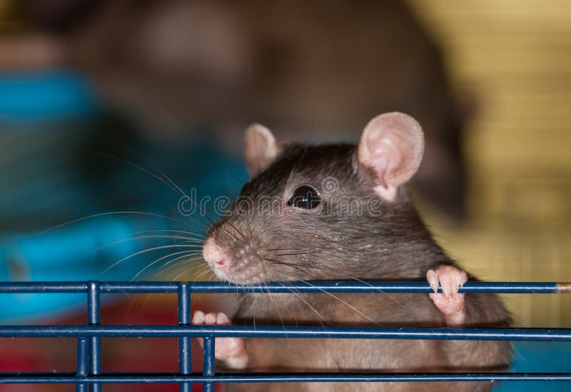 Las ratas curiosas foto de archivo. Imagen de mascotas - 21737350