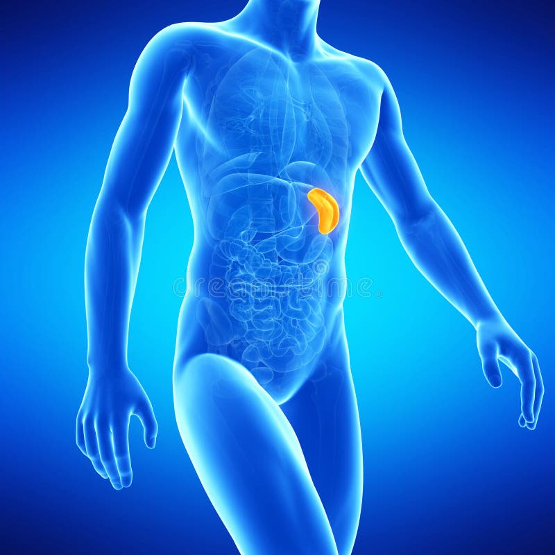 La rate humaine illustration stock. Illustration du biologie - 45274247