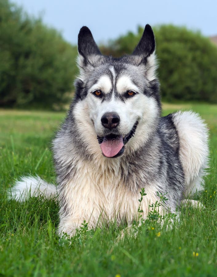La Razza Del Cane Un Ritratto Integrale Del Malamute D'Alasca Immagine ...