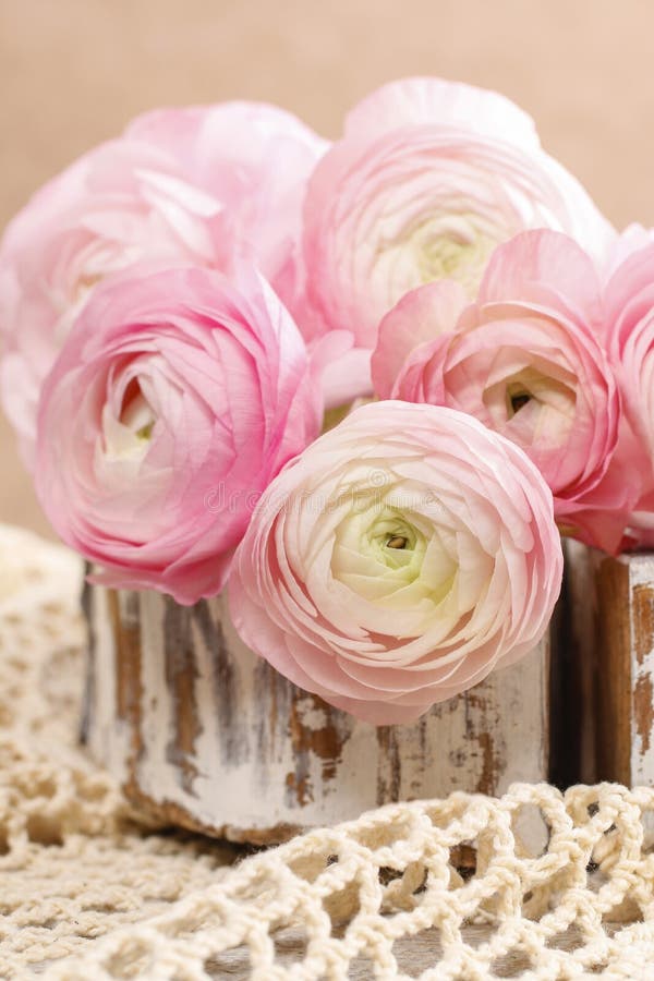 La Renoncule Persane Rose Fleurit (le Ranunculus) Image stock - Image ...