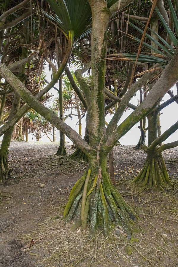 La Reunion, Pandanus Trees, Vacoas Stock Photo - Image of pinaceae ...
