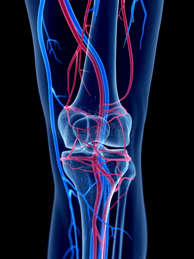 La rodilla stock de ilustración. Ilustración de ilustraciones - 57504690