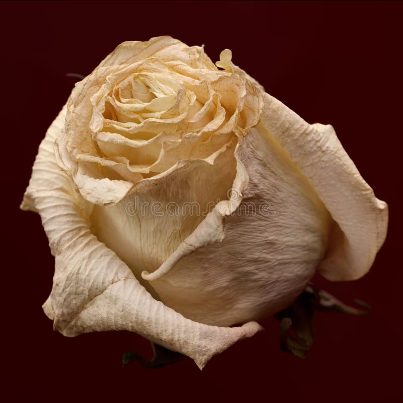 La Rosa Appassita Foto - Foto Stock Gratis e Royalty-Free da Dreamstime