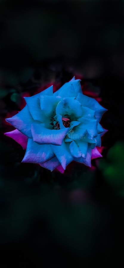 La rosa morada florece imagen de archivo. Imagen de rosa - 256018029