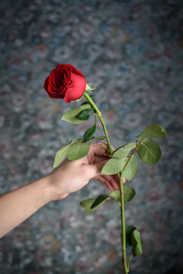 La Rosa Roja En La Mano Del Hombre Para Todo El Mundo Foto de archivo ... La Rosa Roja En La Mano Del Hombre Para Todo El Mundo Foto de archivo ...