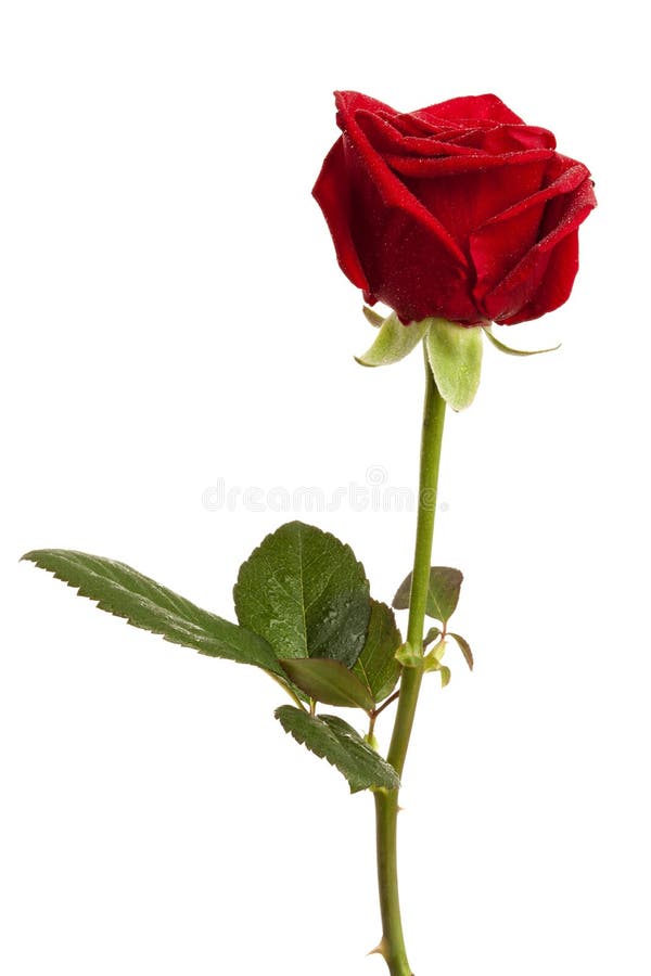 La rose de rouge a isolé photo stock. Image du lames - 15221558