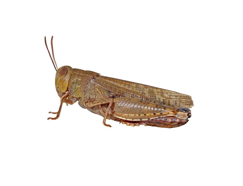 Grande sauterelle grise image stock. Image du petit - 119651631
