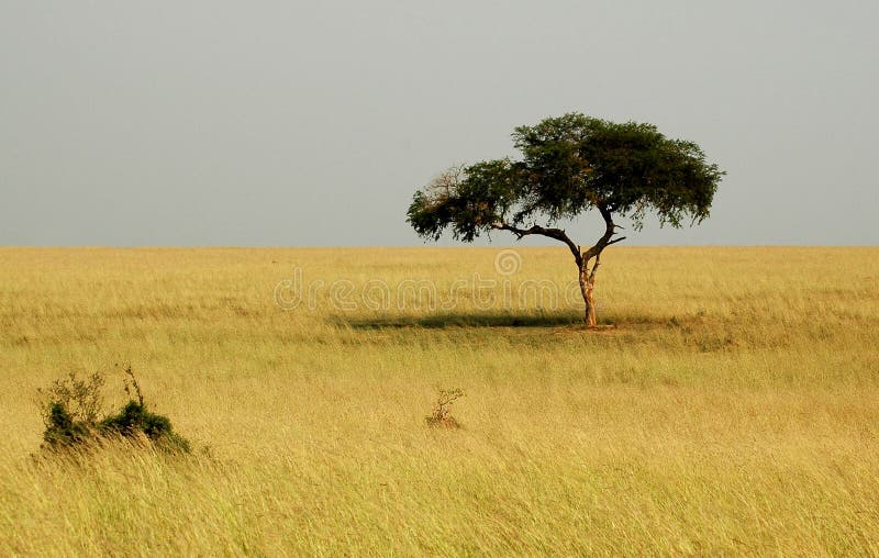 La savane photo stock. Image du savane, ouganda, safari - 12980552