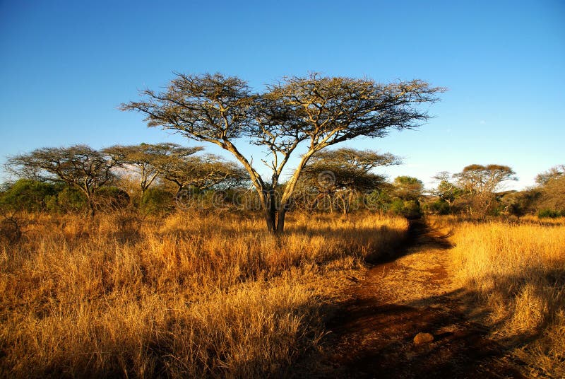 La savane photo stock. Image du milieux, incendie, acacias - 17972518