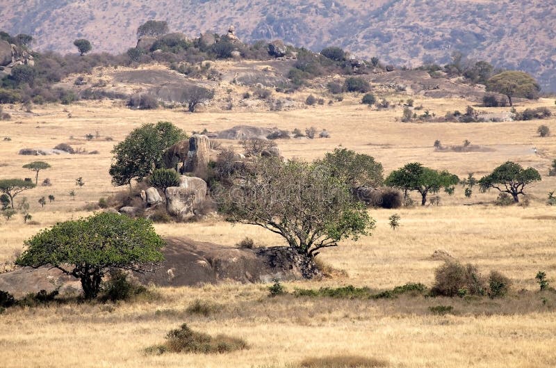 Paysage Africain De La Savane Photos Stock - Téléchargez 2,191 Photos ...
