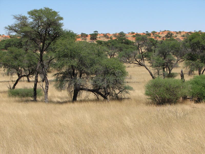 Safari Sauvage Tanzanie Rwanda Botswana Kenya De La Savane De Pictrures ...