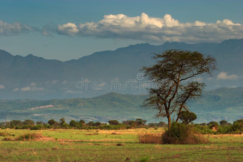 La savane africaine photo stock. Image du côtes, afrique - 840452