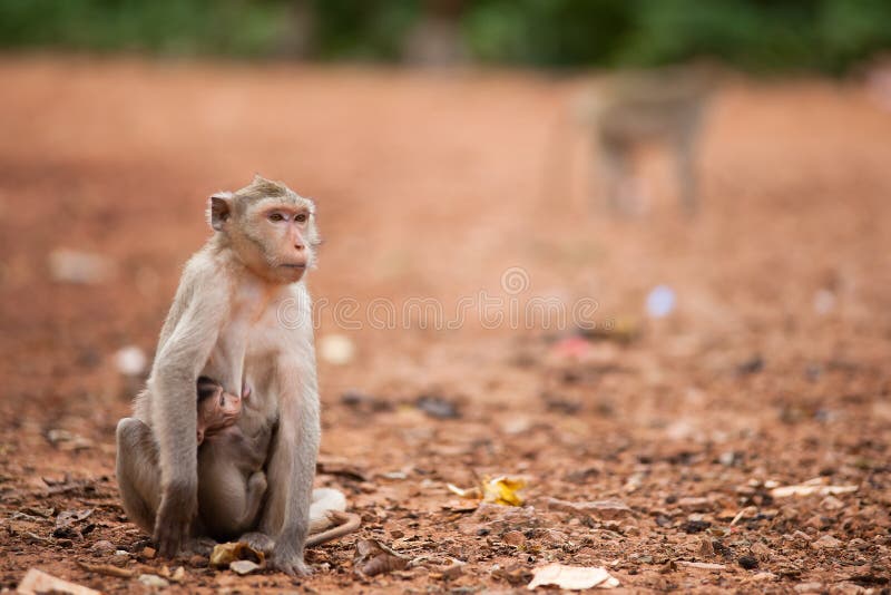Scimmia ed il cucciolo immagine stock. Immagine di naturalizzato - 39683515