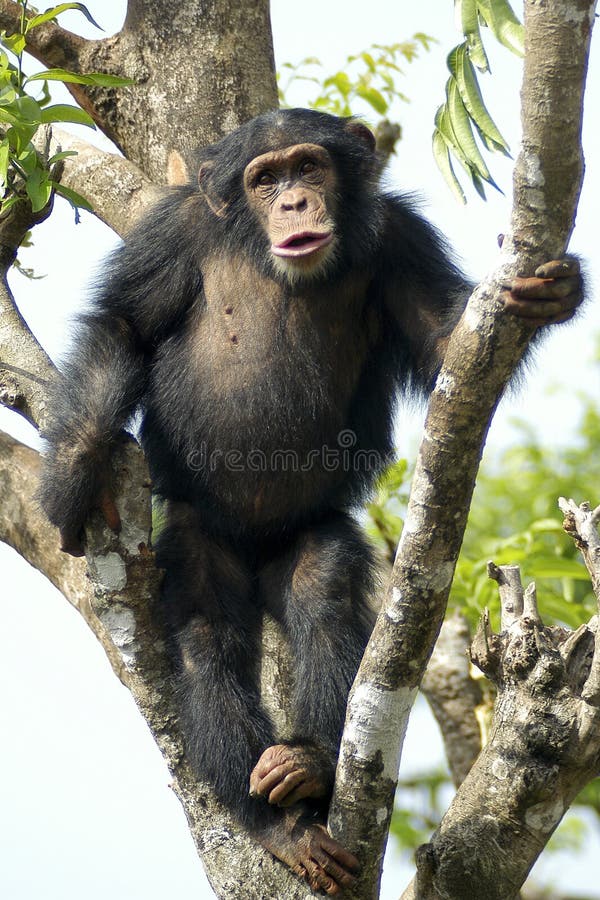 Scimmiotto Vede, Scimmiotto Fa Immagine Stock - Immagine di seduta ...